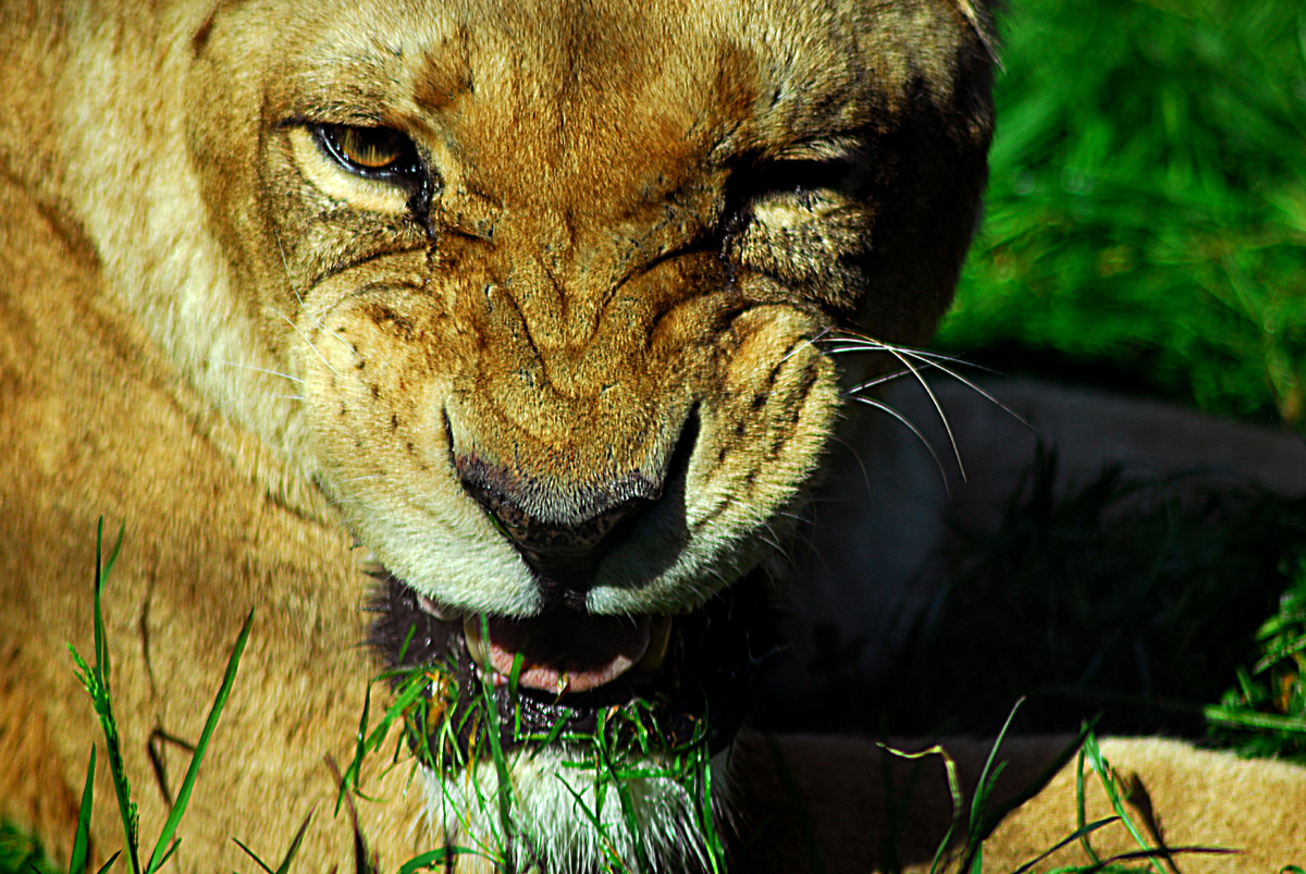 Zoo - Photography4Kids.com
